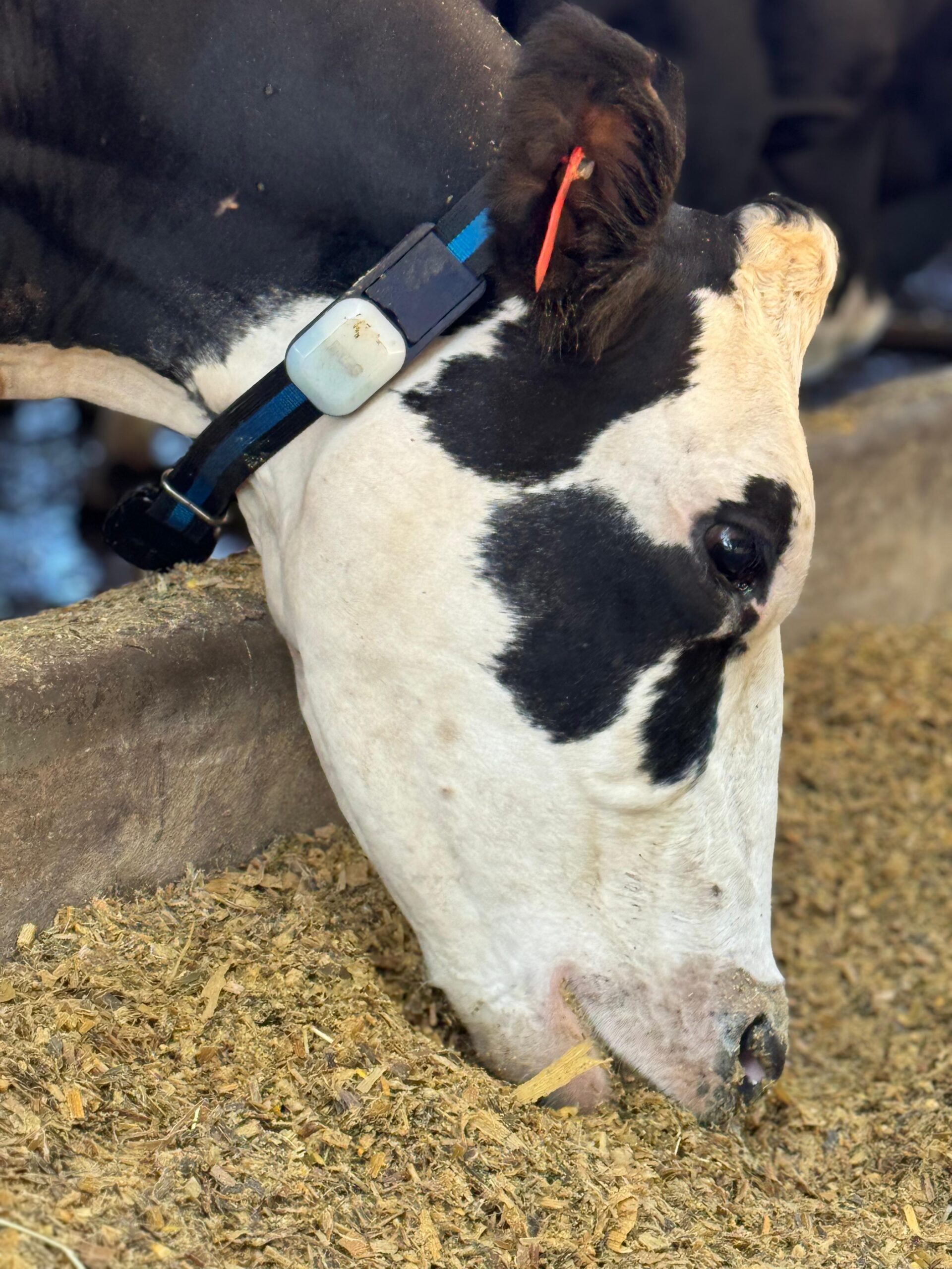 Um olhar atento ao comportamento das vacas, 24 horas por dia (e sem ...